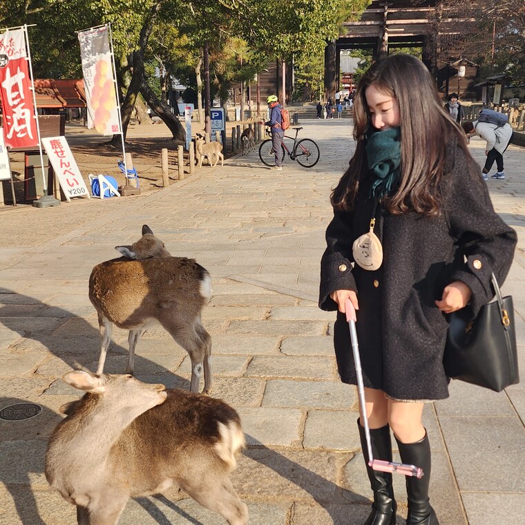 오사카 나라 신규코스 오사카 고베and나라 버스투어 사슴공원아리마온천하버랜드라쿠투어 마이리얼트립