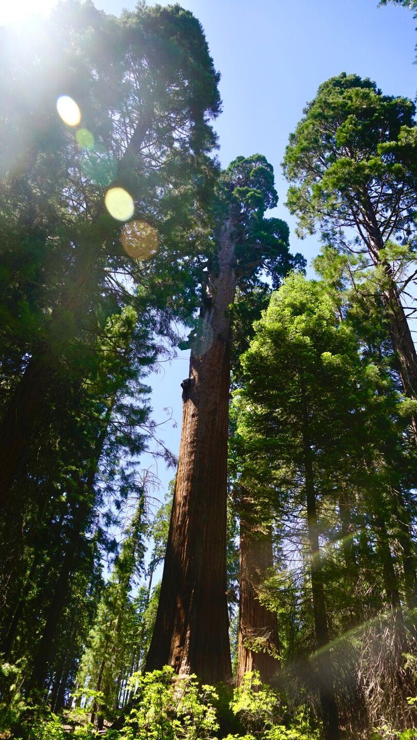 [3박4일투어] 샌프란시스코- 요세미티- 세쿼이야- 라스베가스