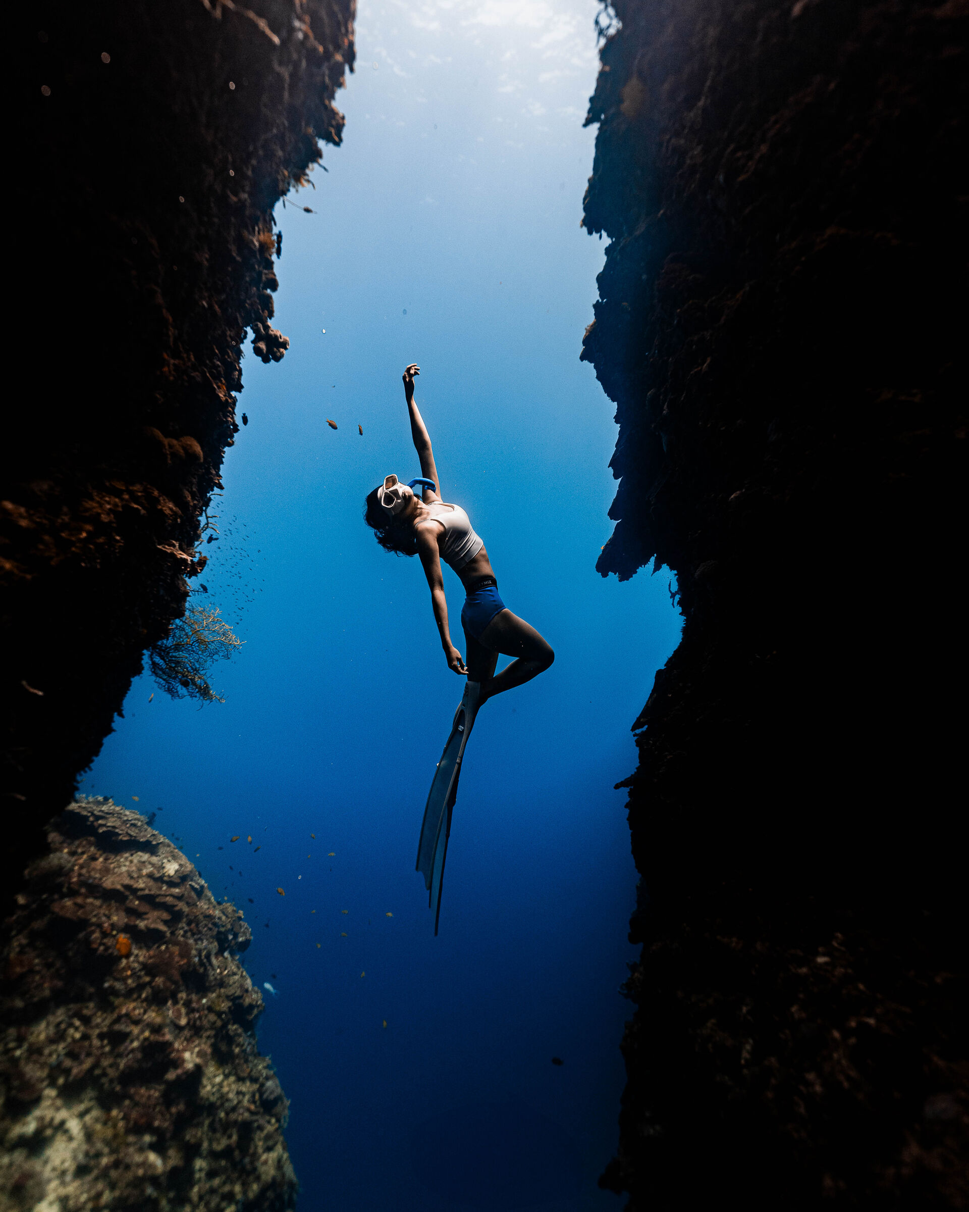 보홀 고래상어+나팔링 프리다이빙 체험다이빙 투어(한국인